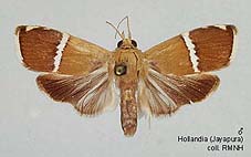 Papua Insects Foundation (Lepidoptera/Immidae thumbnails)
